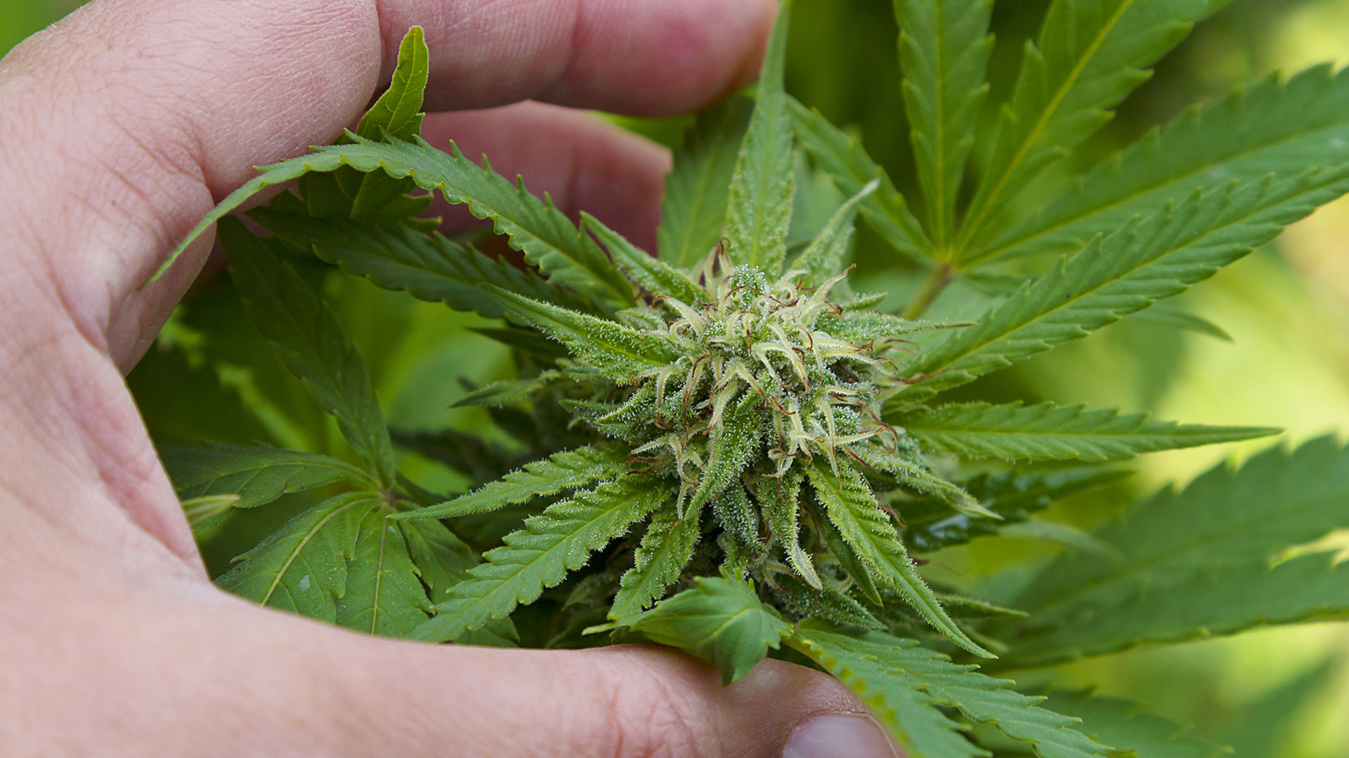 Widely Available Thc Products Like Delta 8 Can Cause Physical Mental