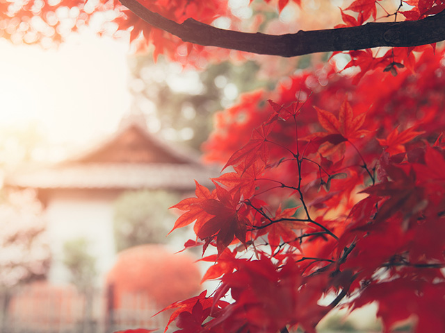 The Red Maple | CBN.com