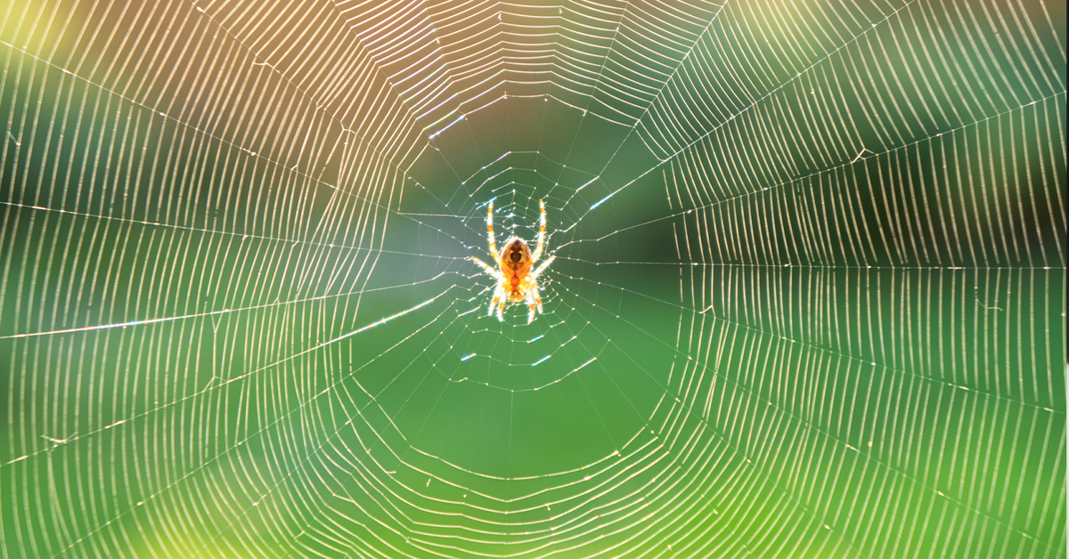 A Clever Trap | CBN.com